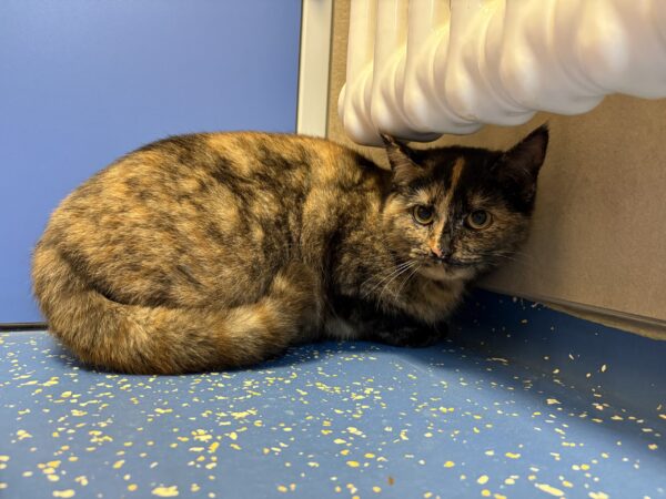 Mary-Lou - Tierheim Mayen